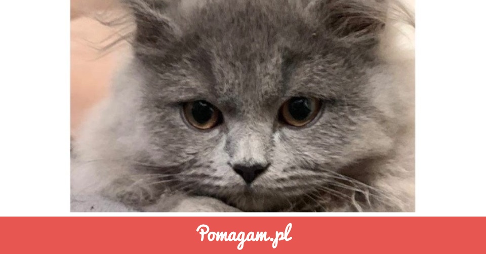 Zrzutka na Uratujmy życie Nelsona - Ola Adamczewska | Pomagam.pl