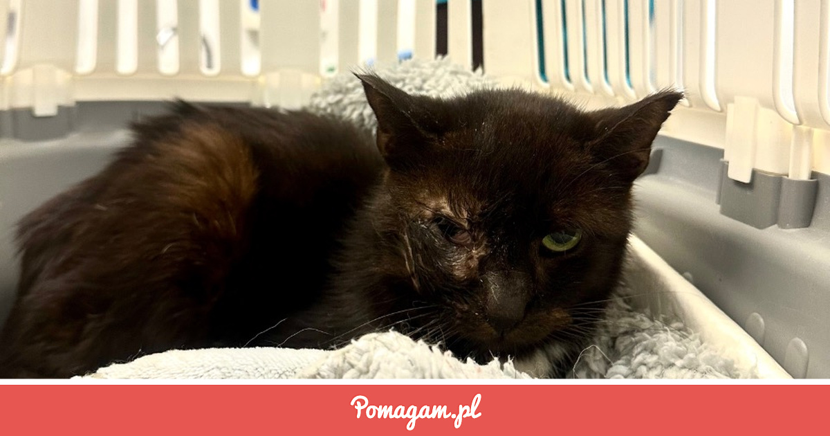 Zrzutka na POMOC dla Kotów z Kociego Lasu - FUNDACJA KOCI LAS | Pomagam.pl