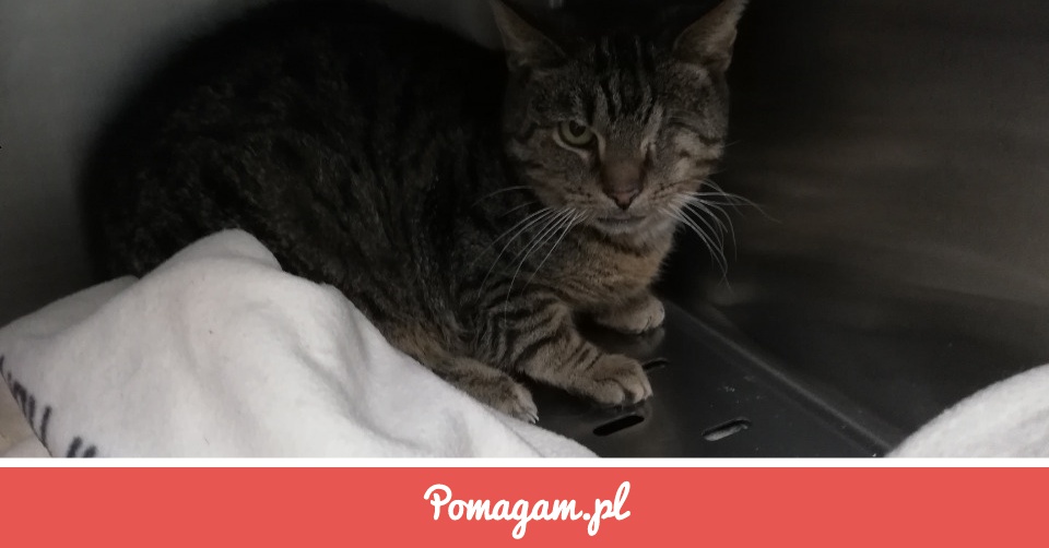 Zrzutka na Podsumowanie Wizyt Borysa - Jacek Barczak | Pomagam.pl