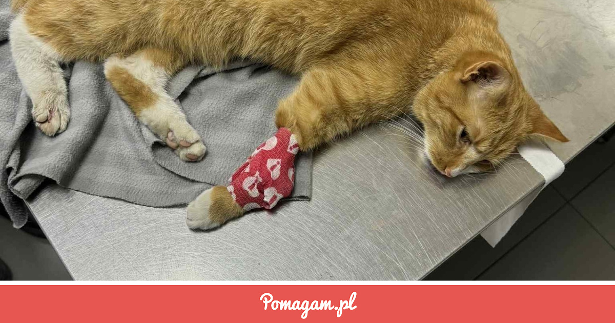 Zrzutka na Ratujemy Kota Potrzebna Operacja - Seweryn Śliż | Pomagam.pl