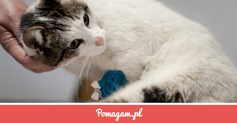 Zrzutka na Pomoc dla Kiry. - Paulina Rusin | Pomagam.pl