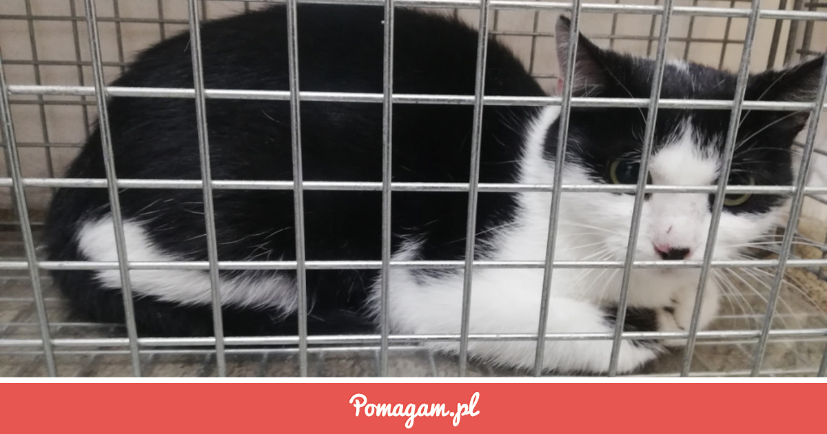 Zrzutka na Szczepienie Iti - Jacek Barczak | Pomagam.pl