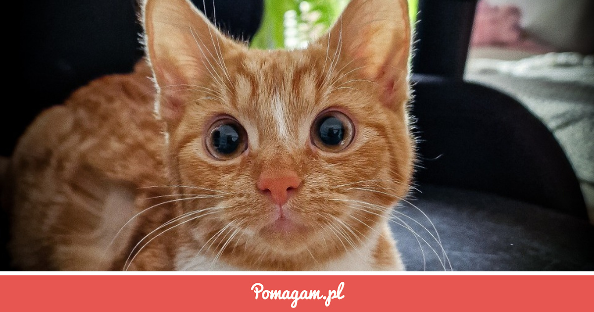 Zrzutka na Mały, Rudy Kotek Błaga o Życie - Mateusz Englot | Pomagam.pl