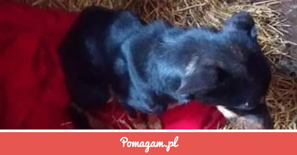 Zagłodzone Sabinka i jej mama. - Margo Gorski | Pomagam.pl