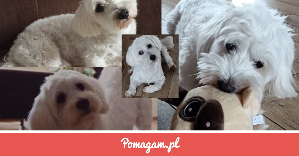 Zrzutka na Pomoc dla Rika - Adam Glenc | Pomagam.pl