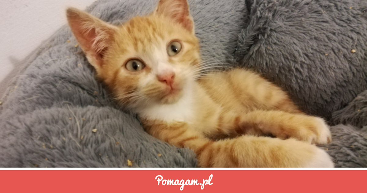 Zrzutka na 2 Dni Ogrzewania Kociarni E07 - Jacek Barczak | Pomagam.pl