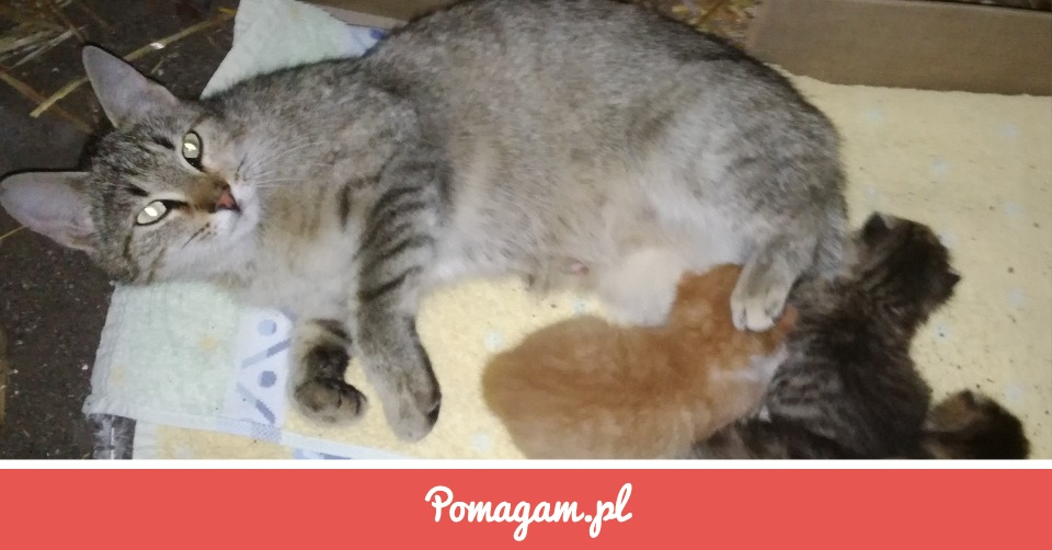 Zrzutka na Pomóż uratować bezdomne koty - Bartosz Łukowski | Pomagam.pl