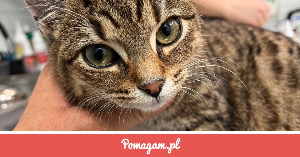 Zrzutka na Dyzia Chore Serce i FIP - Maddalena Karp | Pomagam.pl