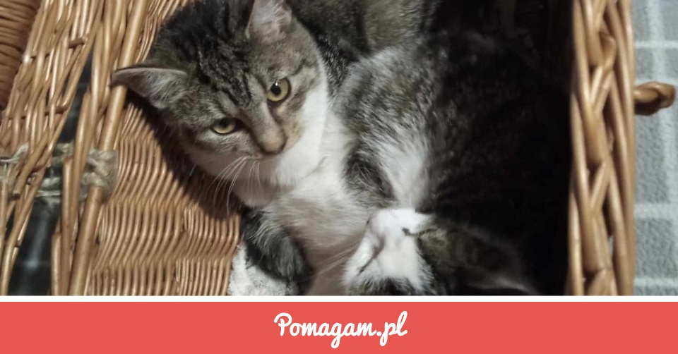 Zrzutka na Kociaki Proszą o Pomoc. Bk - Bolesławieckie Koty | Pomagam.pl