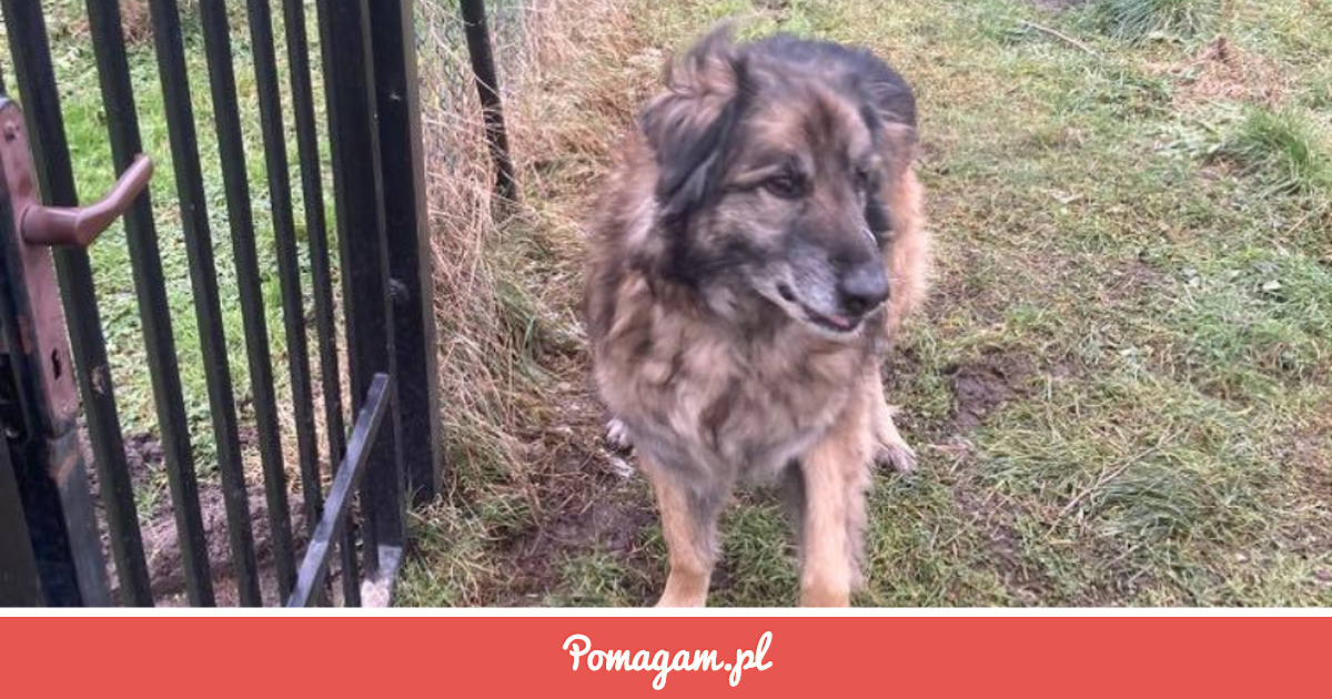 Zrzutka na Stary, Nadal Dostojny Leon - Jacek Barczak | Pomagam.pl