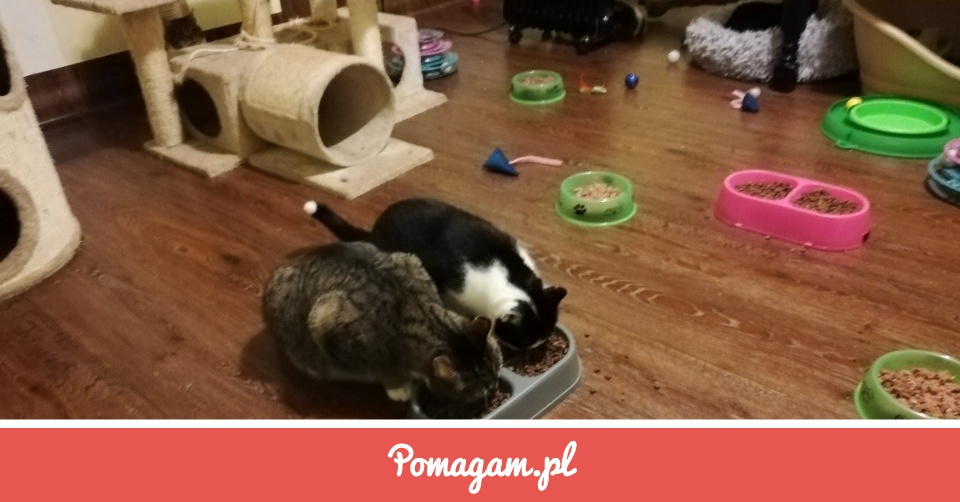 Zrzutka na Kiermasz na Kocie Łakocie 8 - Jacek Barczak | Pomagam.pl