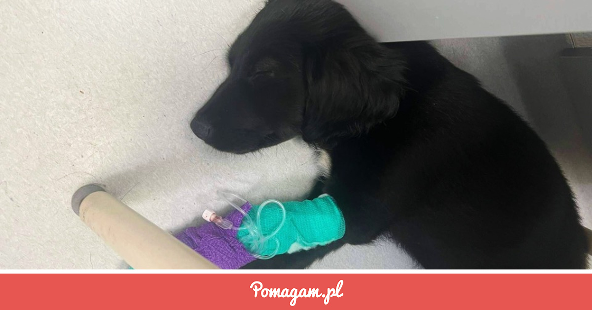 Zrzutka na Rezonans Magnetyczny Ptysia - Magda Zen | Pomagam.pl