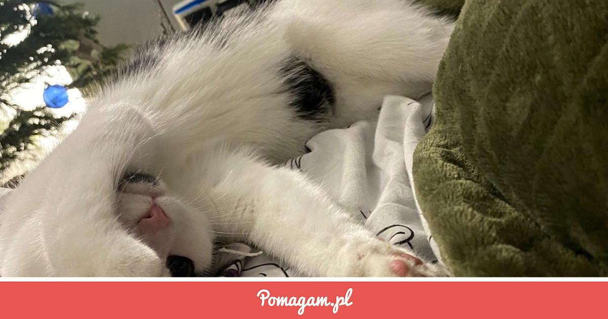 Zrzutka na Pomoc w Leczeniu dla Rogala - Daria Bąk | Pomagam.pl