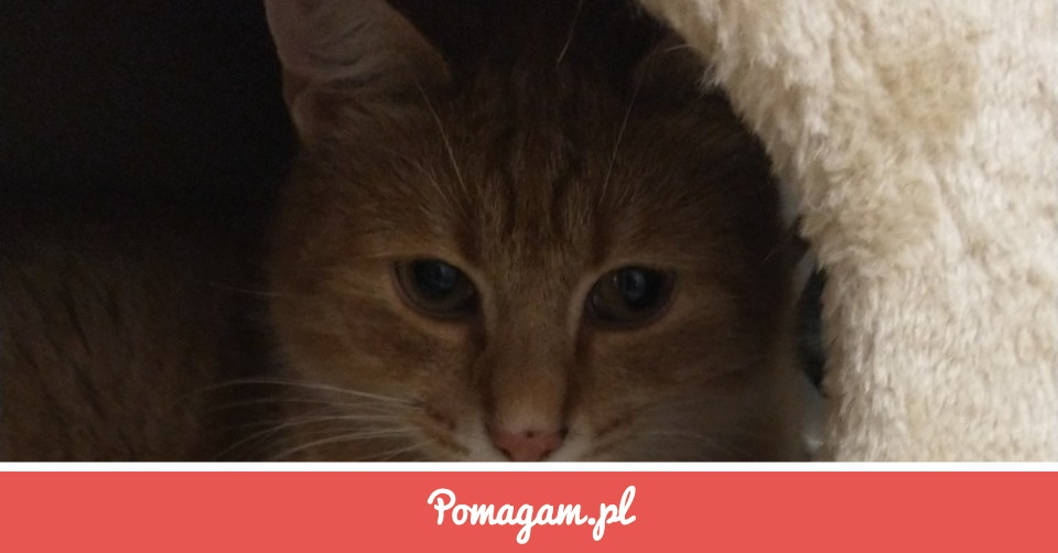 Zrzutka na Mali sublokatorzy na imprezie - Jacek Barczak | Pomagam.pl