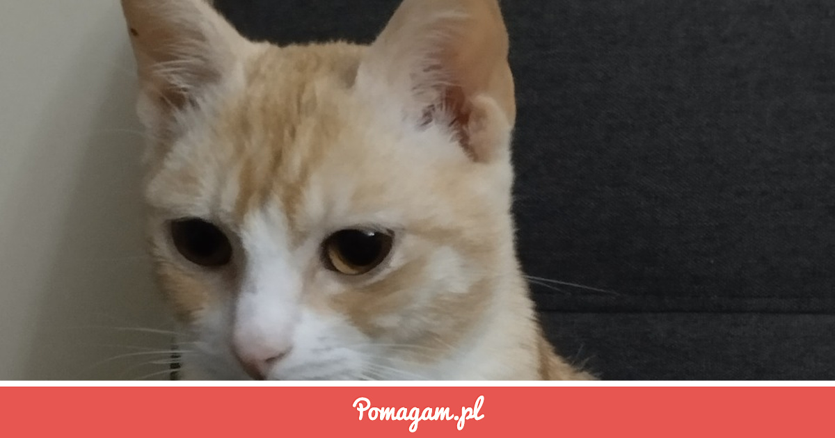 Zrzutka na Leczenie Ptysia Chorego na FIP - Sylwia Czajkowska | Pomagam.pl