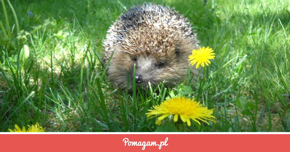 Zrzutka na Wielkanocna Zbiórka na Kolczasty - Elżbieta Jurczyk | Pomagam.pl