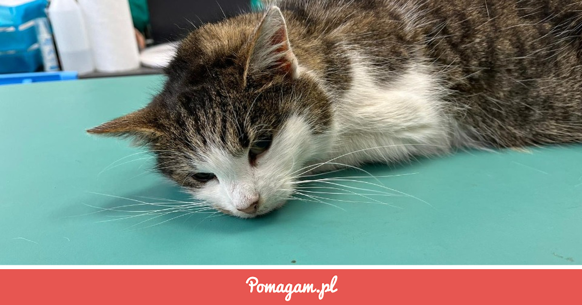 Zrzutka na Uratujmy Bardzo Chorą Kotkę - Roman Ziarniak | Pomagam.pl