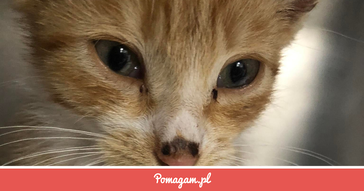 Zrzutka na Podrzucony na Działki Avenger - Jacek Barczak | Pomagam.pl