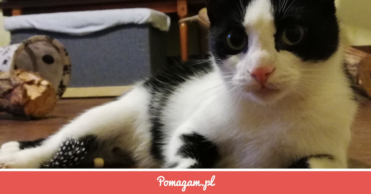 Zrzutka na Kocięta, Koty Nerkowe, Koty - Jacek Barczak | Pomagam.pl