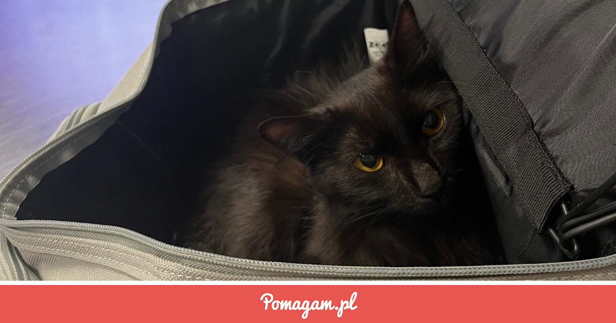 Zrzutka na Puchata i Jej Dzieci - Monika B | Pomagam.pl