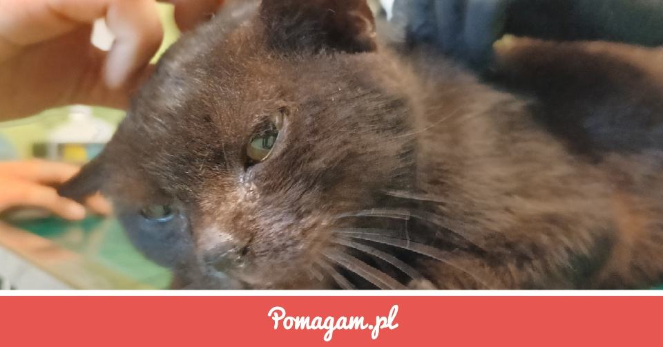 Zrzutka na Białaczka biegunka i koci katar - FUNDACJA MISJA KOTY I INNE ISTOTY | Pomagam.pl