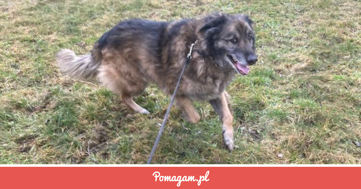 Zrzutka na Hotelik Leona Trzeba Opłacić - Jacek Barczak | Pomagam.pl