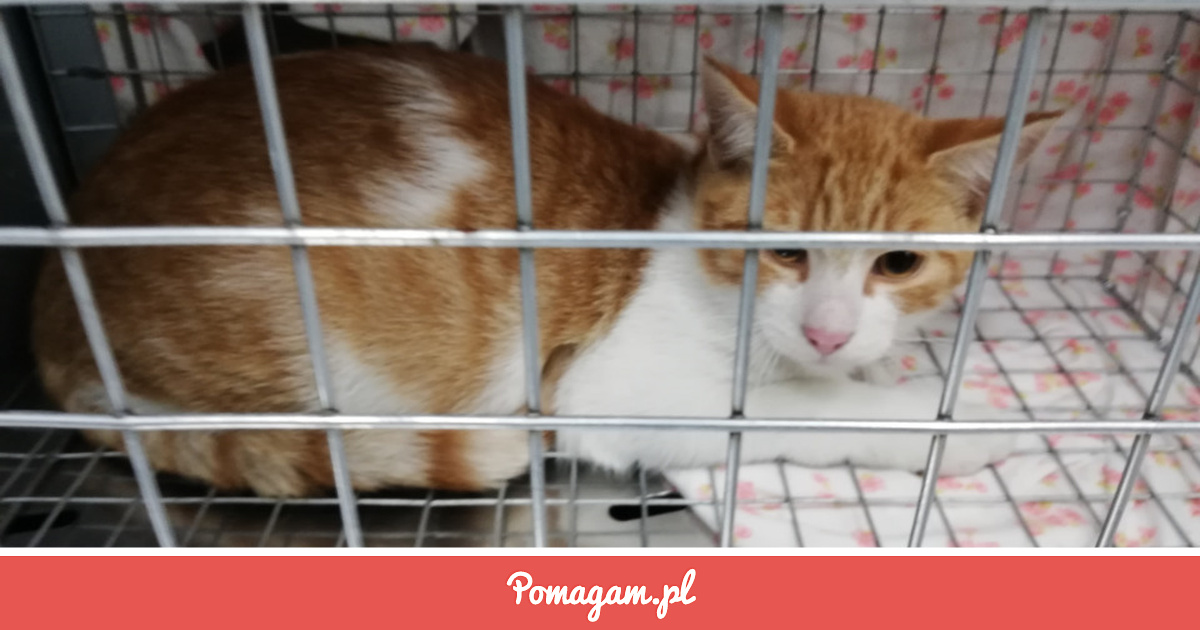 Zrzutka na Szczepienie Sky - Jacek Barczak | Pomagam.pl