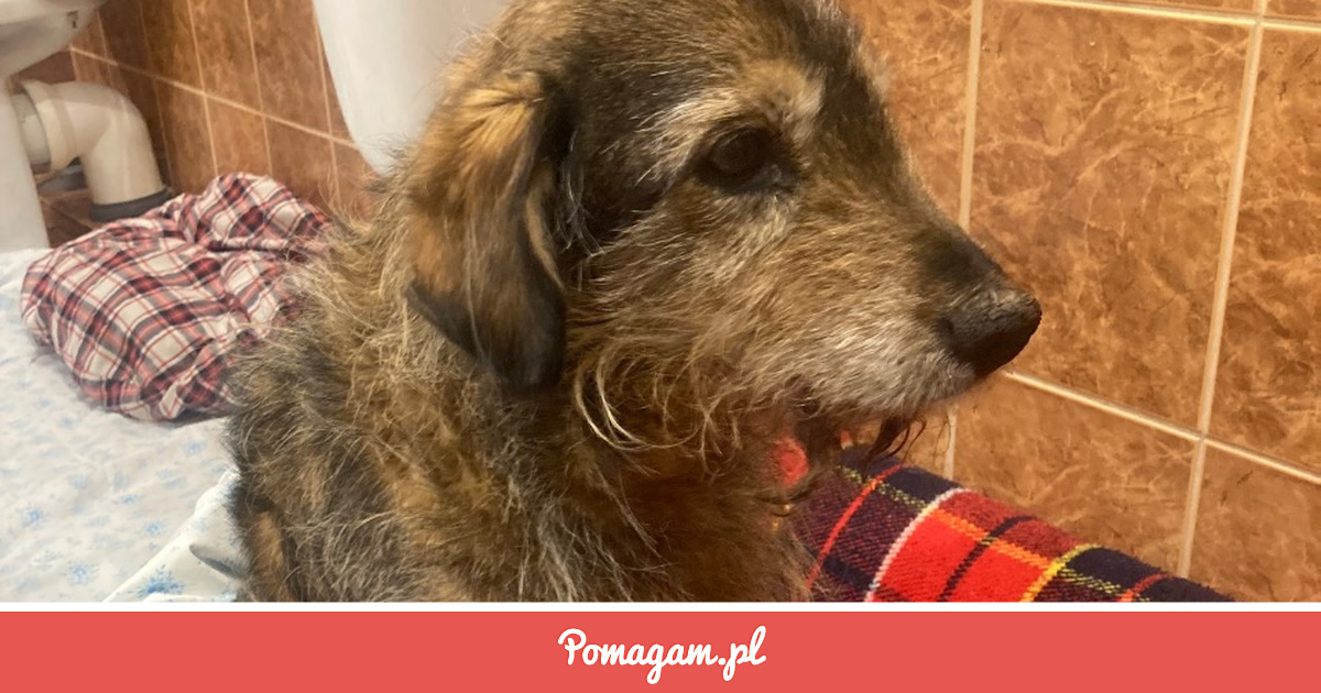 Zrzutka na Uratujmy Seniora Yogiego - Mateusz Wójcik | Pomagam.pl