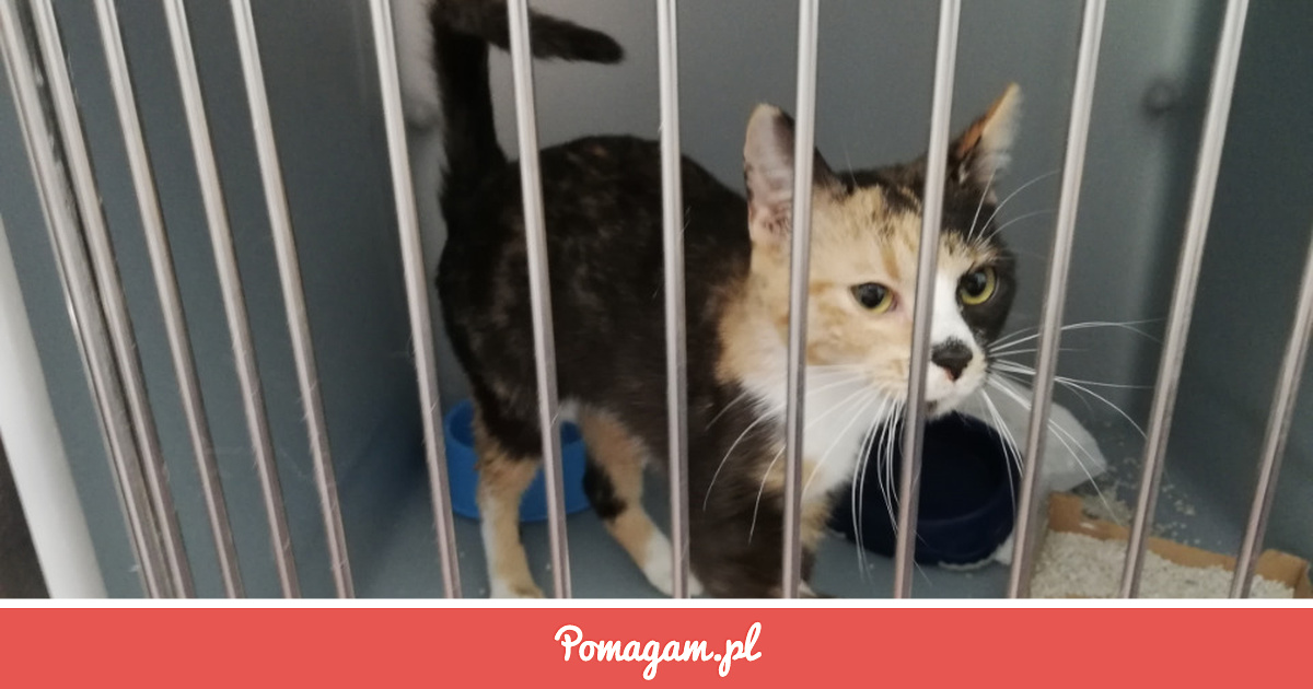 Zrzutka na Kastracja, Badania Arabelki - Jacek Barczak | Pomagam.pl