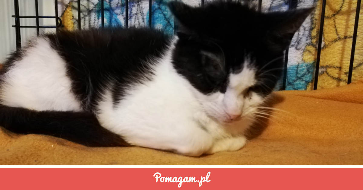 Zrzutka na 7 Wspaniałych Kotek do Zabiegu - Jacek Barczak | Pomagam.pl