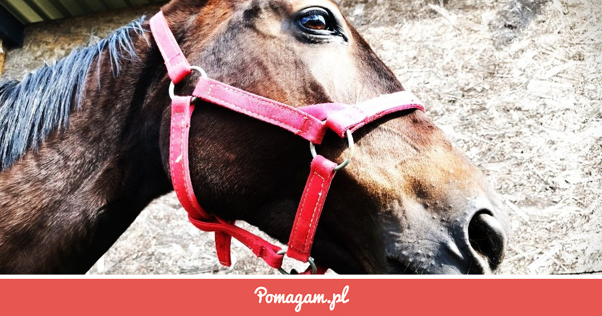 Zrzutka na VEGA, Niema Ofiara Wojny - Schronisko Pegasus | Pomagam.pl