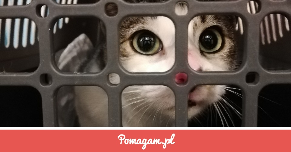 Zrzutka na Uderzona w pyszczek ufna Rozi - Jacek Barczak | Pomagam.pl