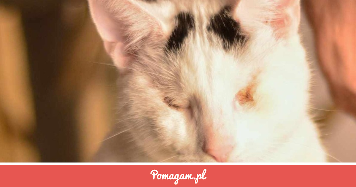 Zrzutka na Pomóż Nakarmić i Ogrzać Koty - Fundacja Bezdomniaki | Pomagam.pl