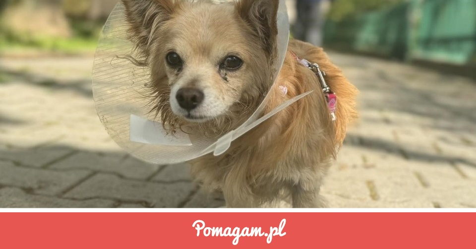 Zrzutka na Maleńki Felek Prosi o Pomoc - LA FAUNA FUNDACJA dla ZWIERZĄT - INTERWENCJE i ADOPCJE ...