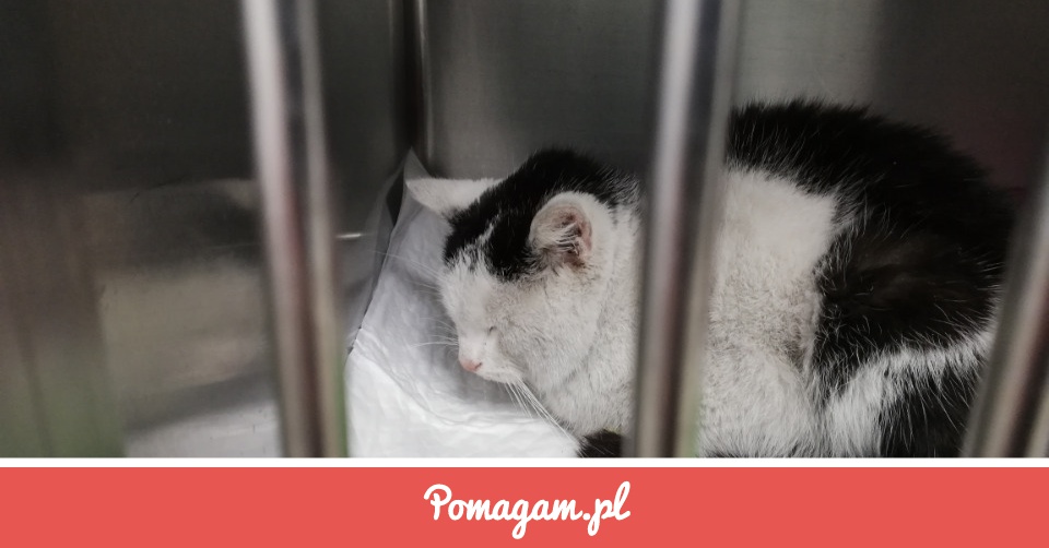 Zrzutka na Czy jest już za późno na pomoc - Jacek Barczak | Pomagam.pl