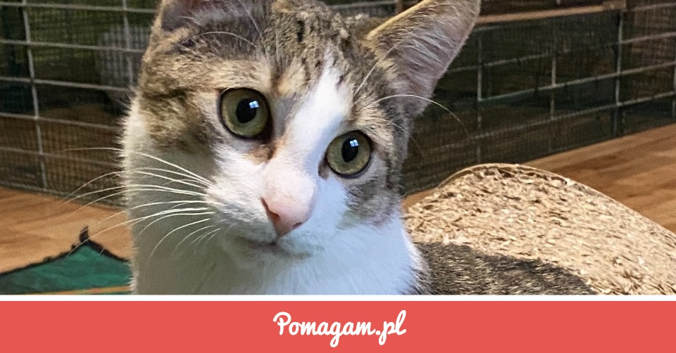 Zrzutka na Błagam, uratujcie Frodusia - Iwona Lasocińska | Pomagam.pl