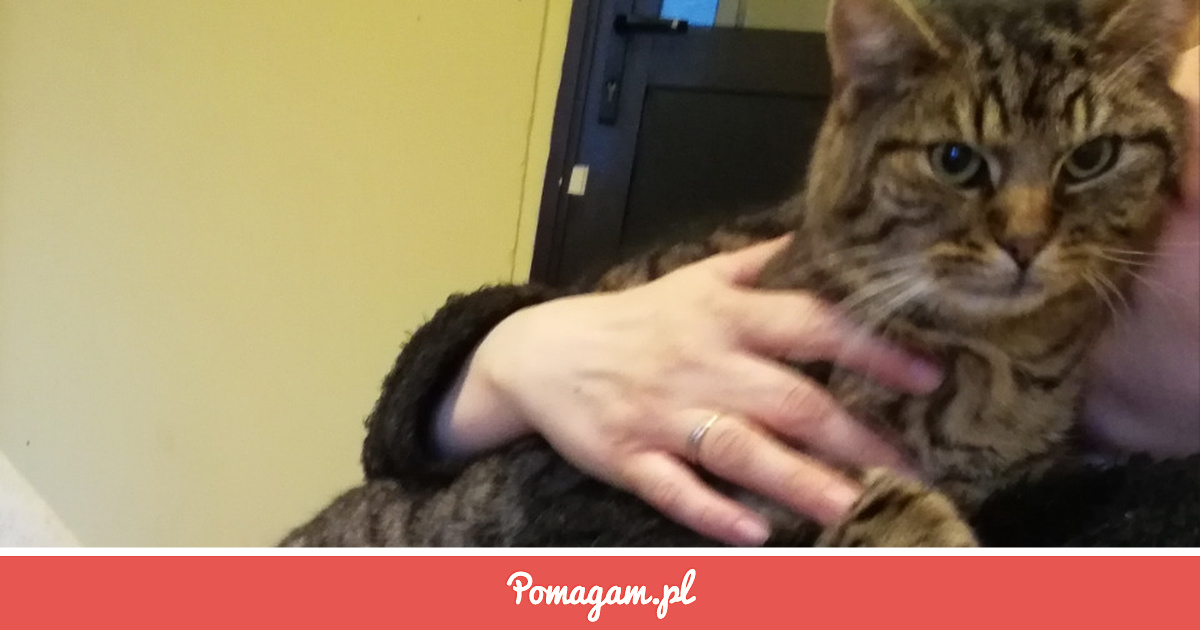 Zrzutka na Badania Krwi Chmurcia - Jacek Barczak | Pomagam.pl