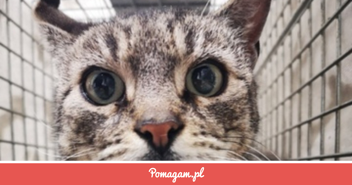 Zrzutka na Kastracja Aborcyjna Kłapouszki - Jacek Barczak | Pomagam.pl