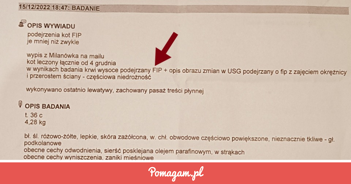 Zrzutka na Irpień Rudy Kot FIP - Monika Zwolinska | Pomagam.pl