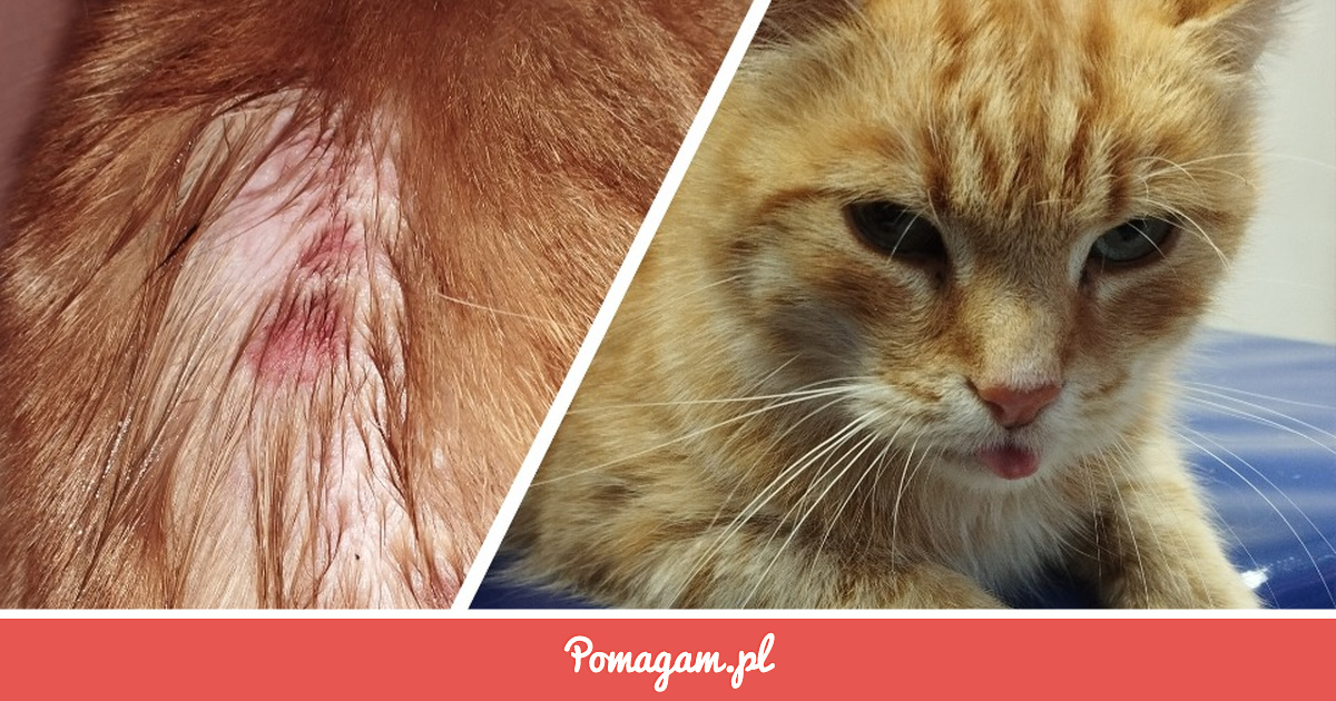 Zrzutka na Diagnostyka i Leczenie Kuby - Ratujemy Bezdomne Koty | Pomagam.pl