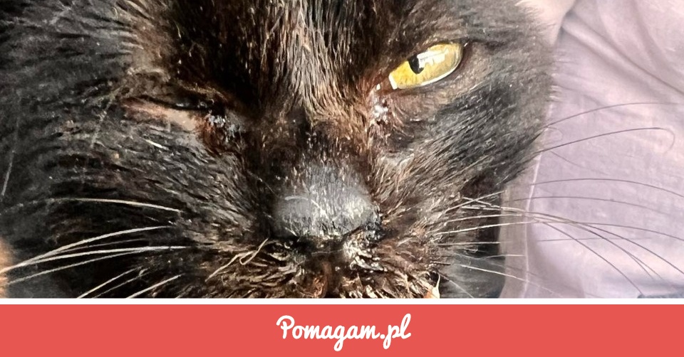 Zrzutka na Dla chorego Murzynka na diagnozę - Roksi Koty | Pomagam.pl