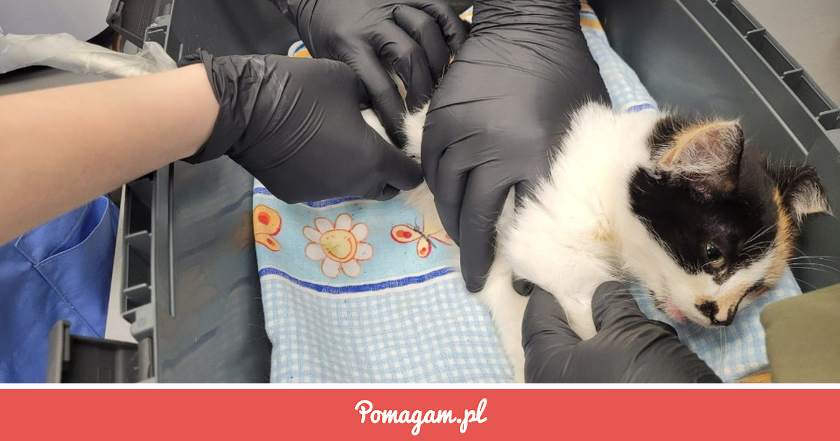 Zrzutka na Walczymy o Każdy Oddech Lilki - Pomorska Fundacja Bracia ...