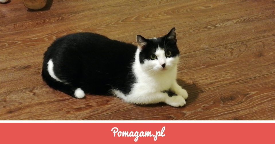 Zrzutka na 2 Dni Ogrzewania Kociarni E11 - Jacek Barczak | Pomagam.pl