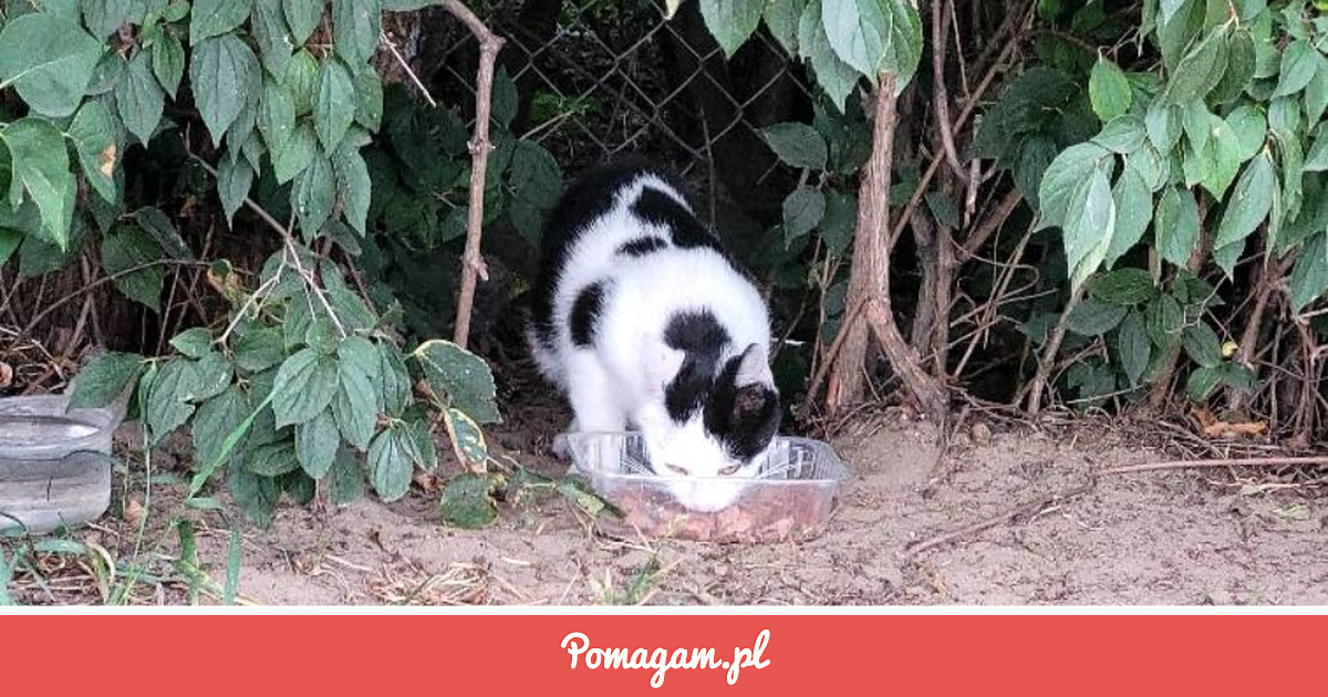 Zrzutka na Kastracja Szach - Jacek Barczak | Pomagam.pl