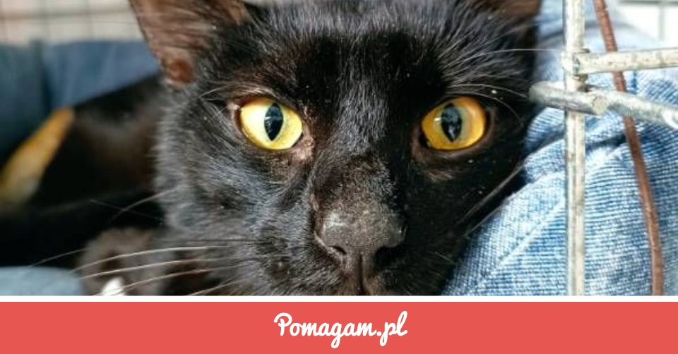 Zrzutka na Wisiał na Płocie i Wył z Bólu - FUNDACJA KOTKOWO | Pomagam.pl