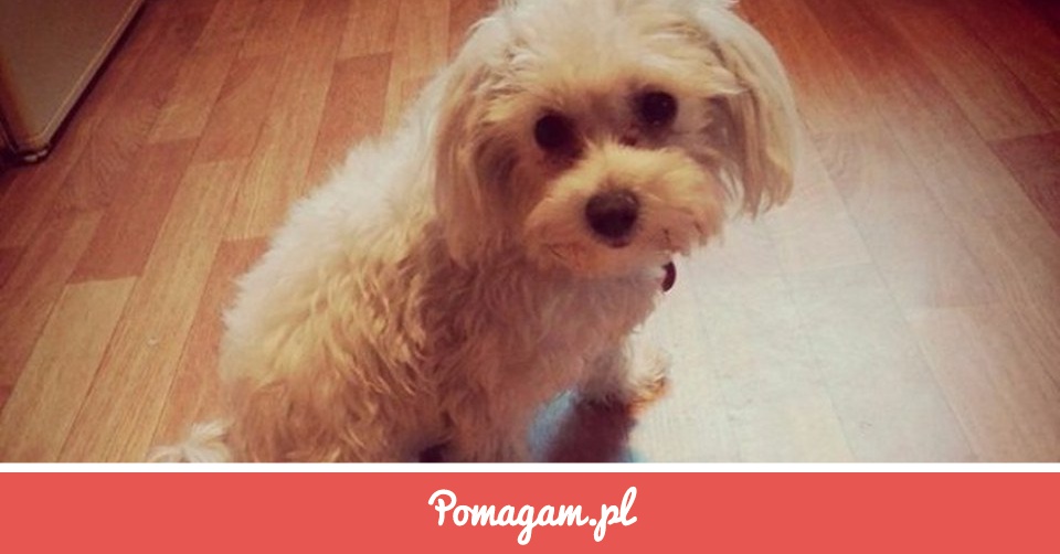 Zrzutka na Pilna Operacja Megusi ! - Anna Nosal Janawa | Pomagam.pl