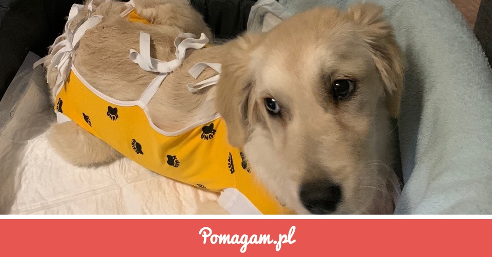 Zrzutka na Uratujmy Bezę - Michał Kulpa | Pomagam.pl