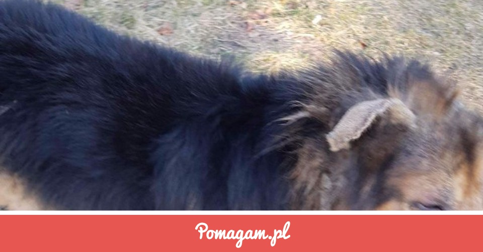 Zrzutka na Cierpienie - Mirka Szarzynska | Pomagam.pl