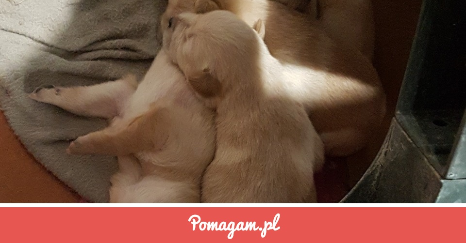 Zrzutka na Ratunek 7 szczeniąt-sierotek - Paulina Grochowska | Pomagam.pl