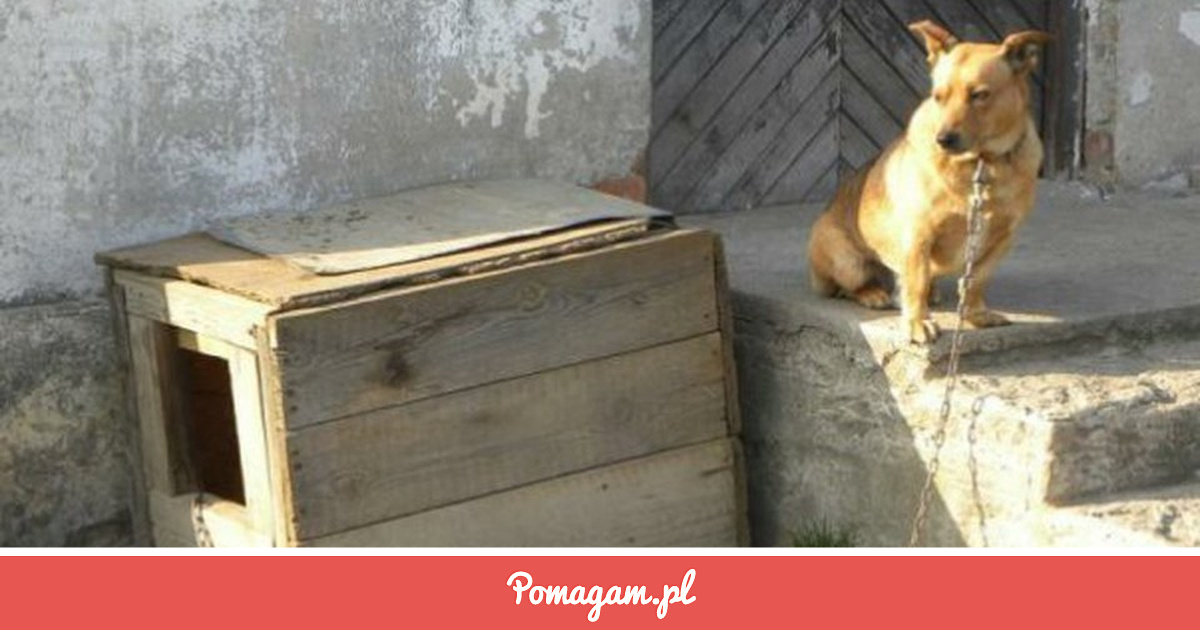 Zrzutka na Nowa Buda dla Psa - Kacper Gie | Pomagam.pl